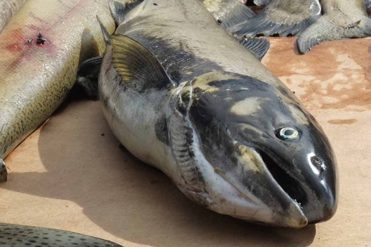 howard hsu / photographer